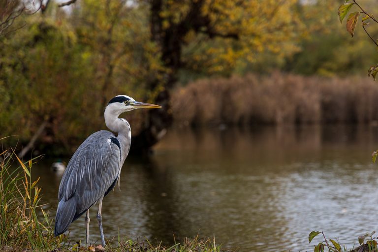 What is a wildlife management area and why are these areas so important ...