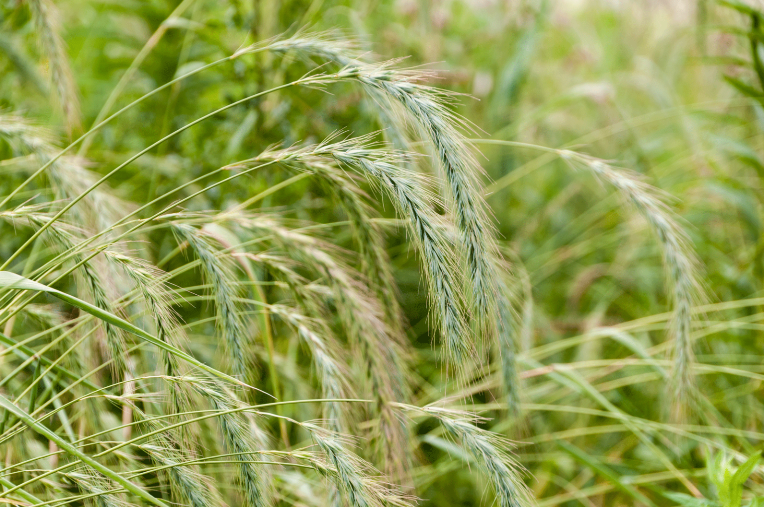 Using Cover Crops to Enhance CRP Land - FDCE Inc.