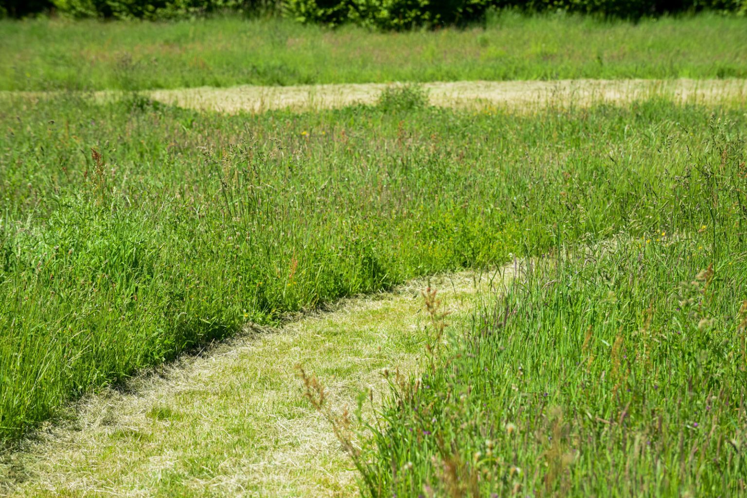 When and How to Mow CRP Fields for Weed Control - FDCE Inc.